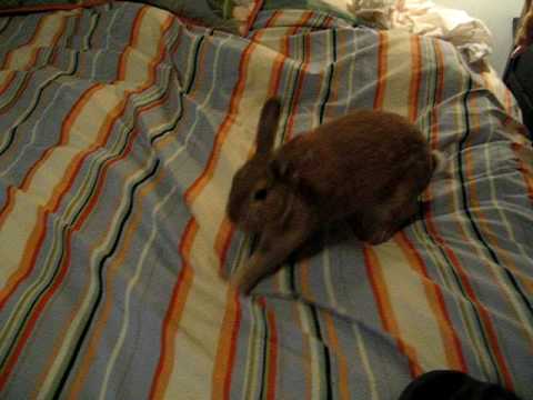 Rabbit making bed - YouTube