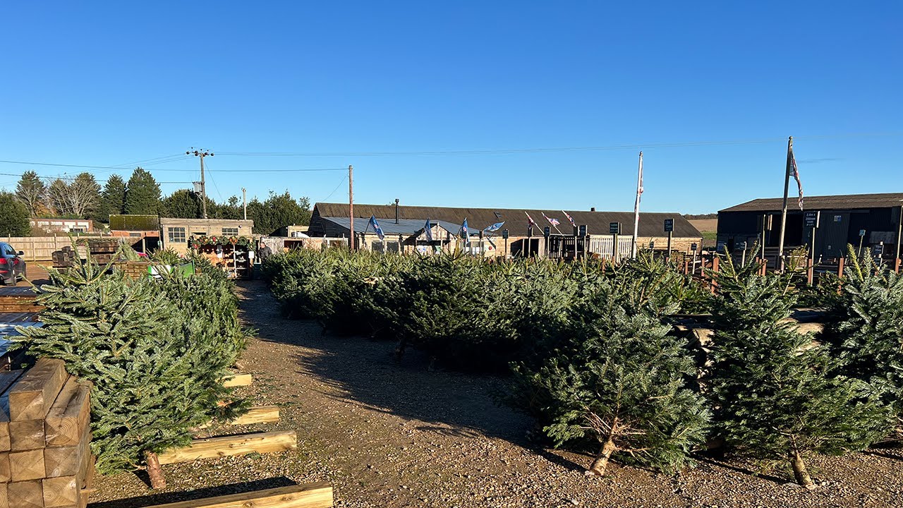 Christmas trees from Sandringham Sawmill - YouTube