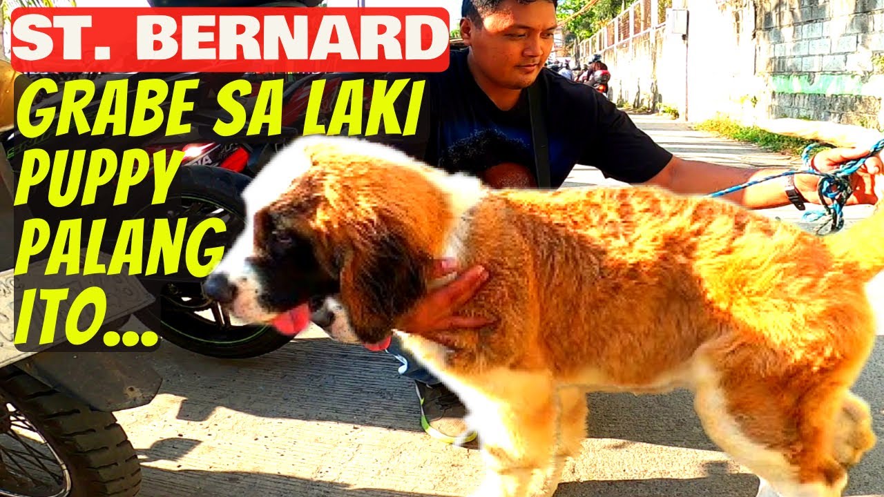 LARGE BREED DOG GAYA ITO NG ATTRACTION SA BAGUIO.. - YouTube