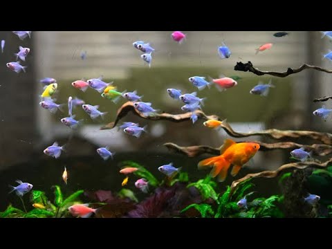 New fish ko humne 3ft wale tank mai releases keya koie fish Angelfish ...