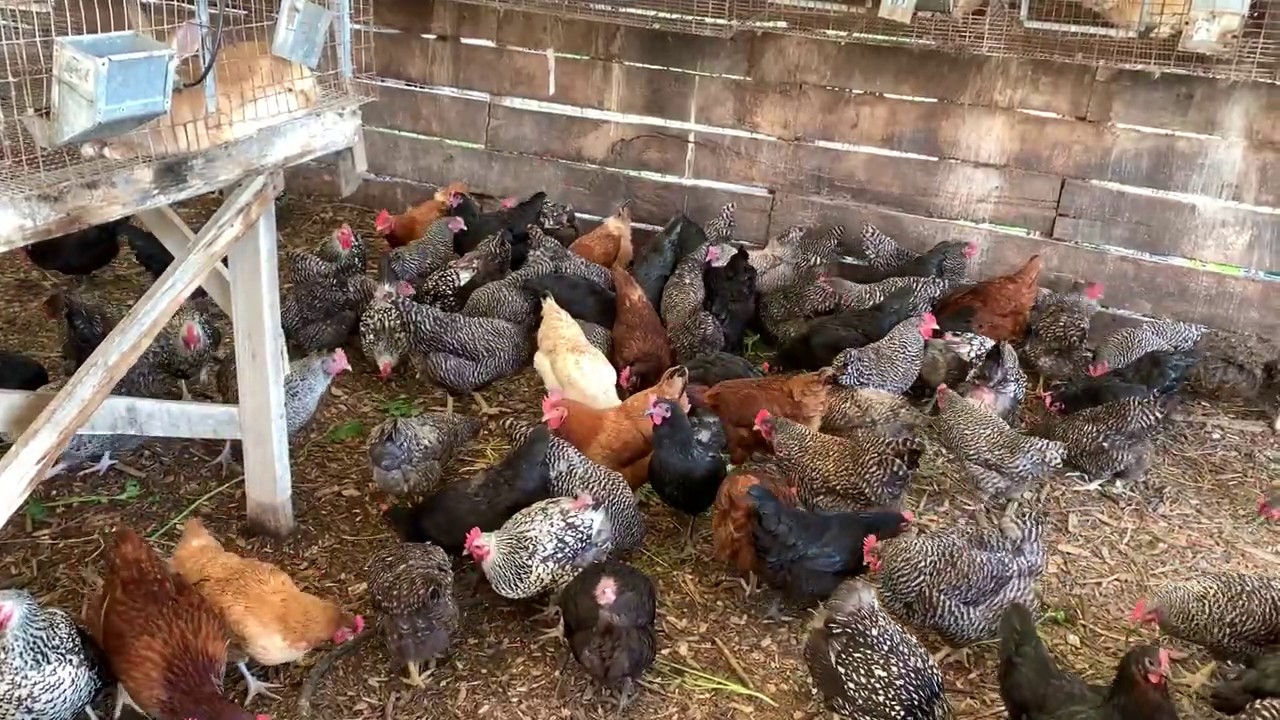 Inside the Raken (Rabbit + Chicken) House at Polyface Farm - YouTube