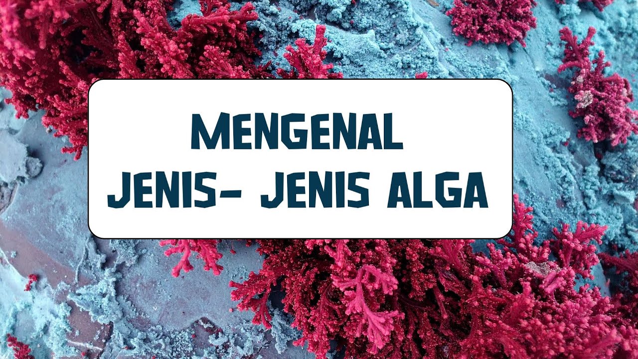 Jenis - Jenis Alga #jenis #alga #tumbuhan #ipa #organisme #ganggang ...