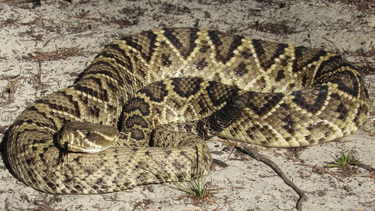 La serpiente CASCABEL mas grande del MUNDO! Cazando a la víbora ...