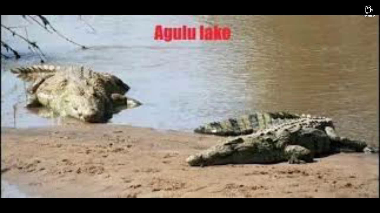 Human-friendly Crocodiles: They are in Agulu Lake also called Crocodile ...