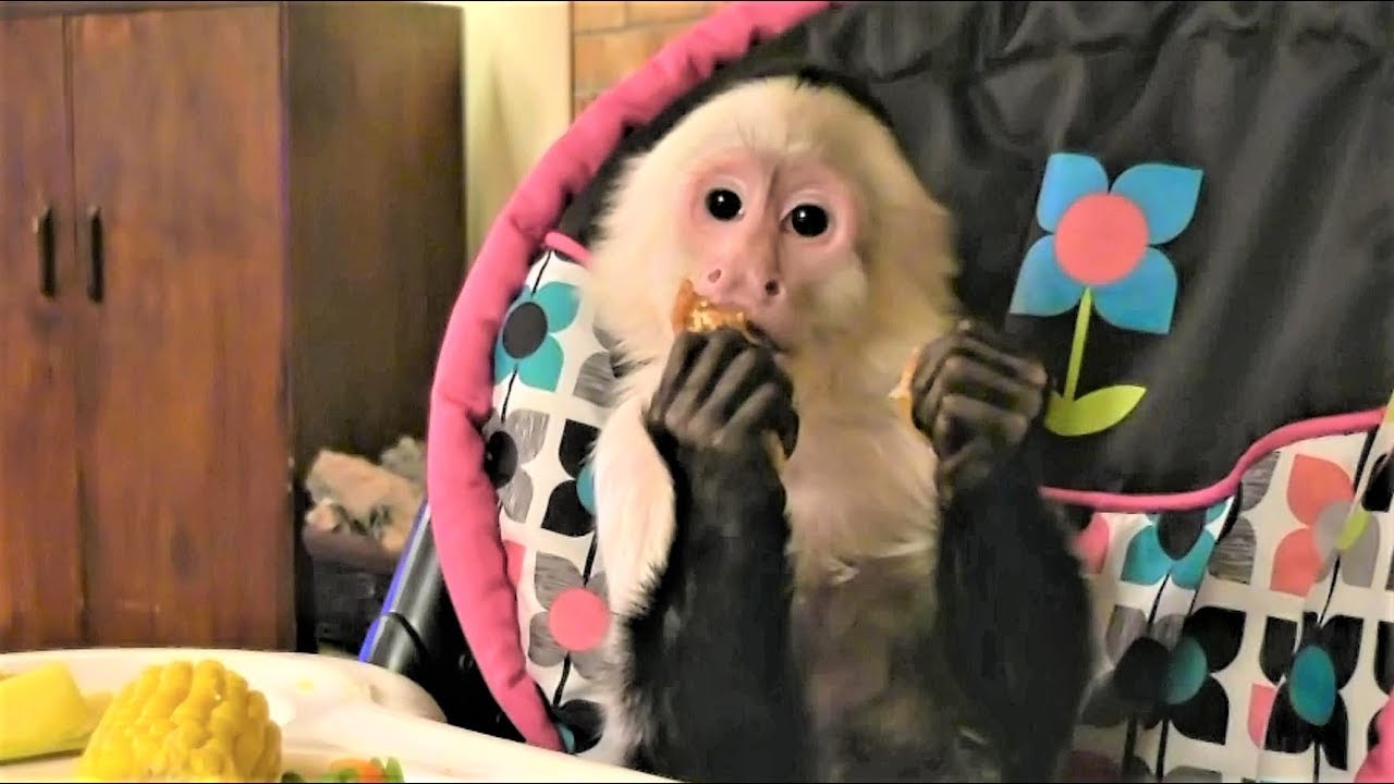 Baby Monkey Wearing A Diaper