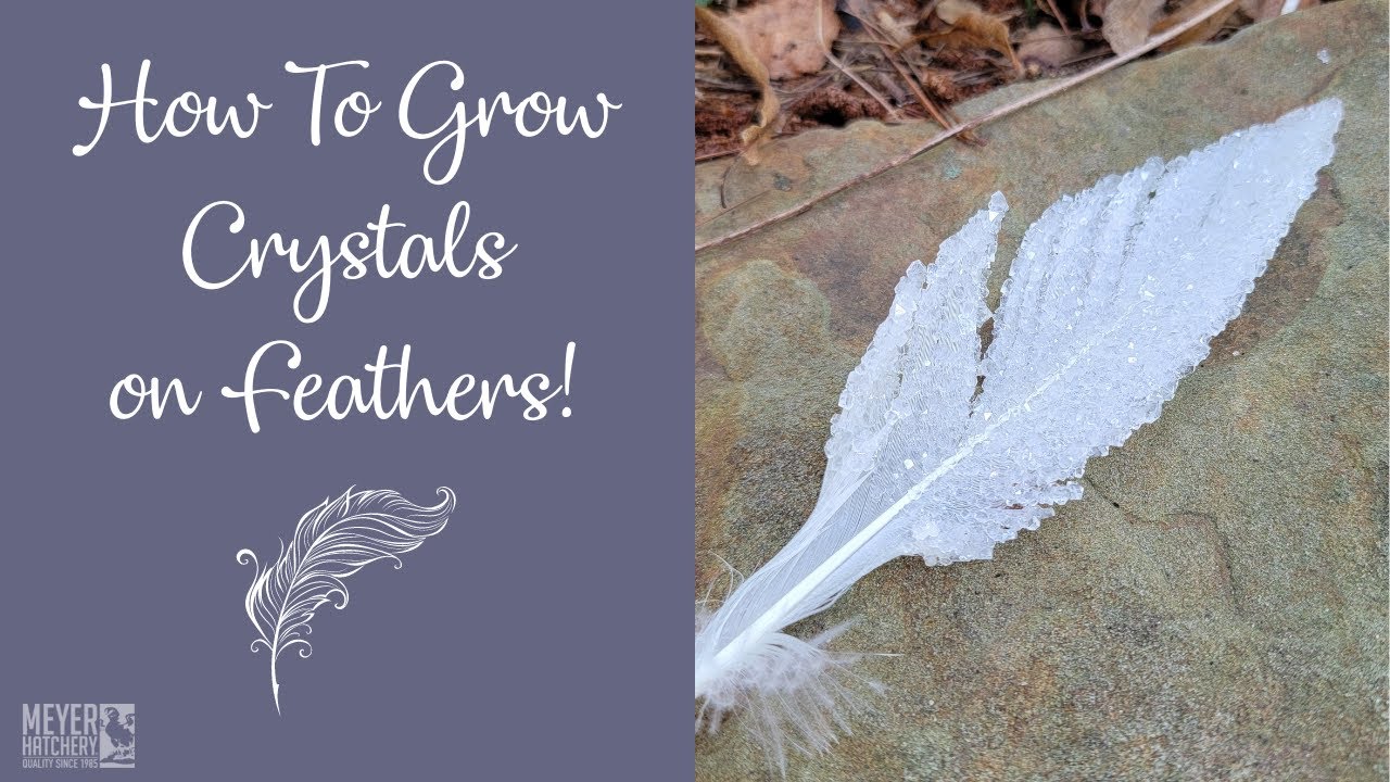 How to Grow Crystals on Feathers! - YouTube
