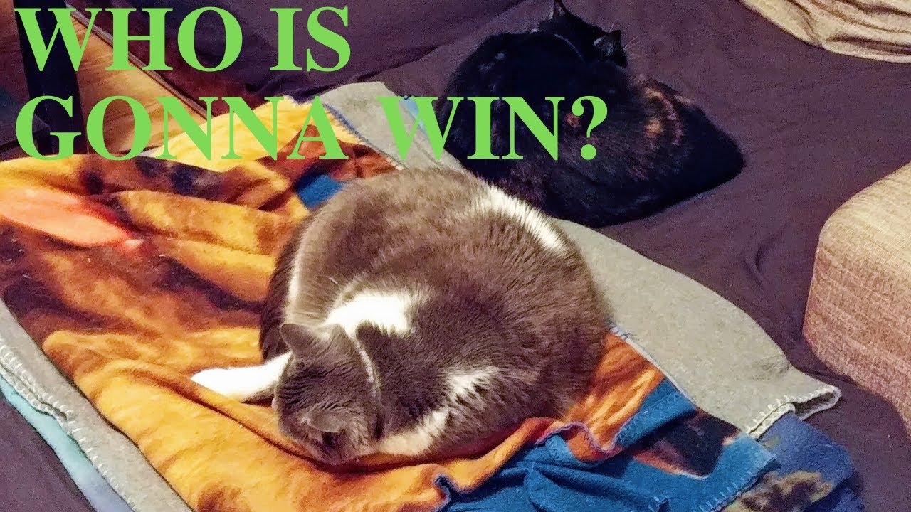 Cats fighting over their favorite toys! - YouTube