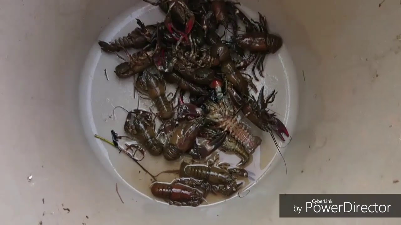 UKCA trapping American signal crayfish using black treacle as bait. Did ...