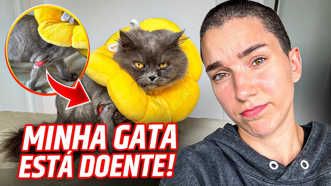 Minha Gatinha TÁ Muito Machucada Youtube
