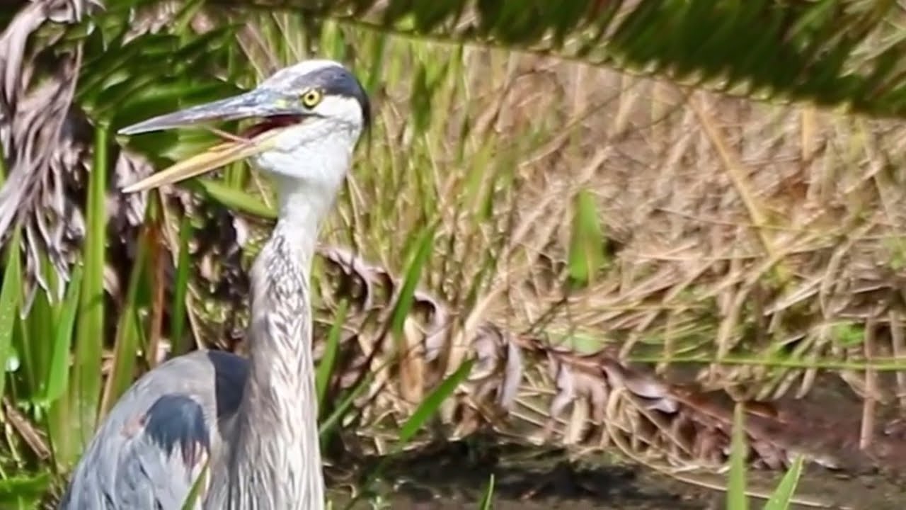 Great blue heron cooling w/ gular fluttering #wildlife #nature # ...