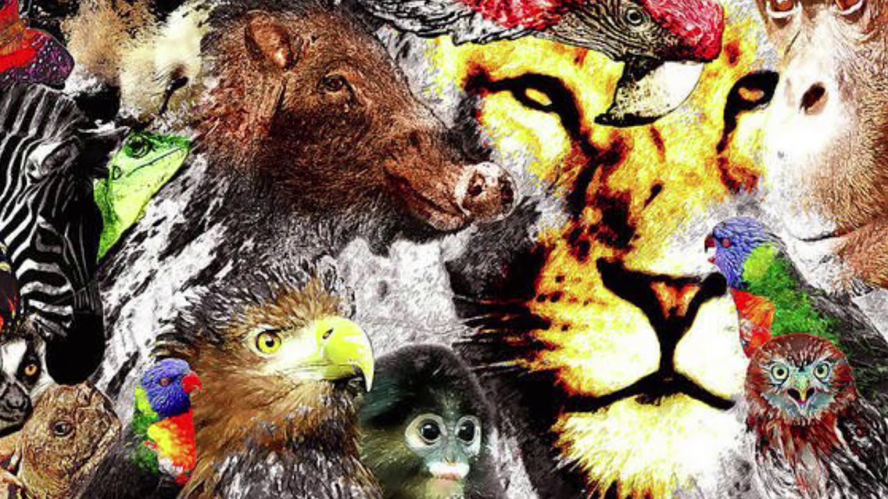 Animal Signs In ASL YouTube Animal Signs In ASL YouTube