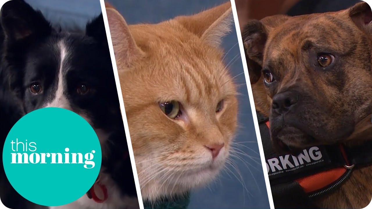 Life-Changing Pets | This Morning - YouTube