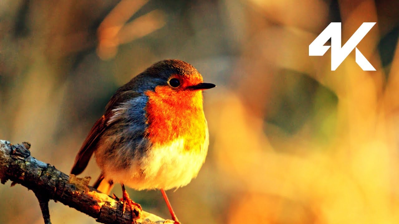 4K Birds Compilation Live Stream | Stunning Bird Videos & Sounds - YouTube