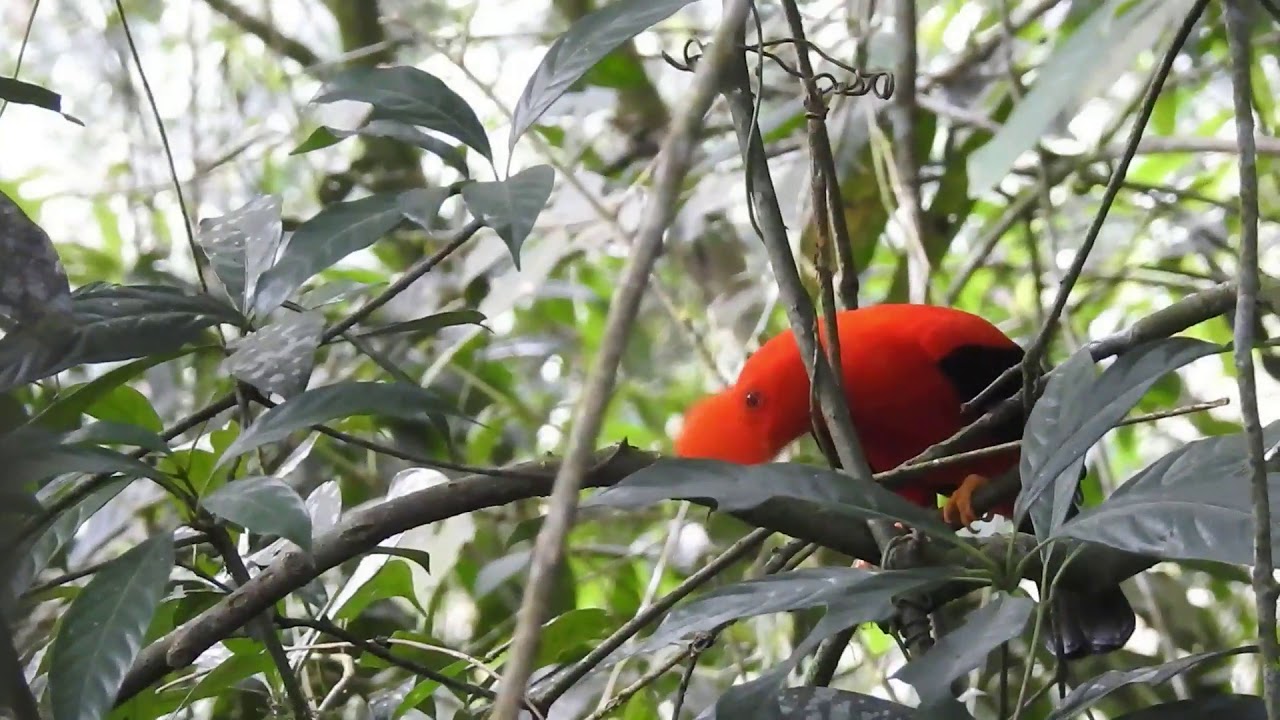 Gallito de roca o Rupicola Peruvianus - YouTube