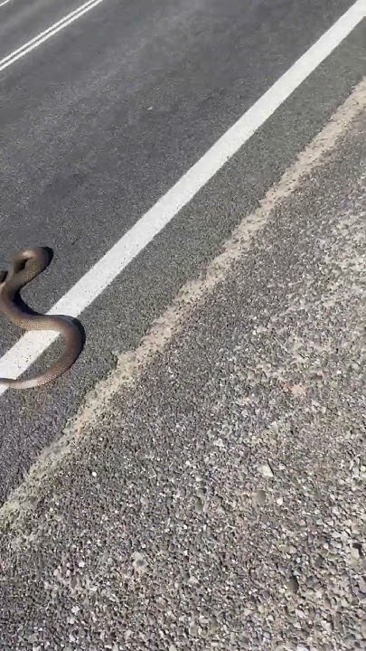 Eastern Brown Snake - sunbathing turns aggressive - YouTube