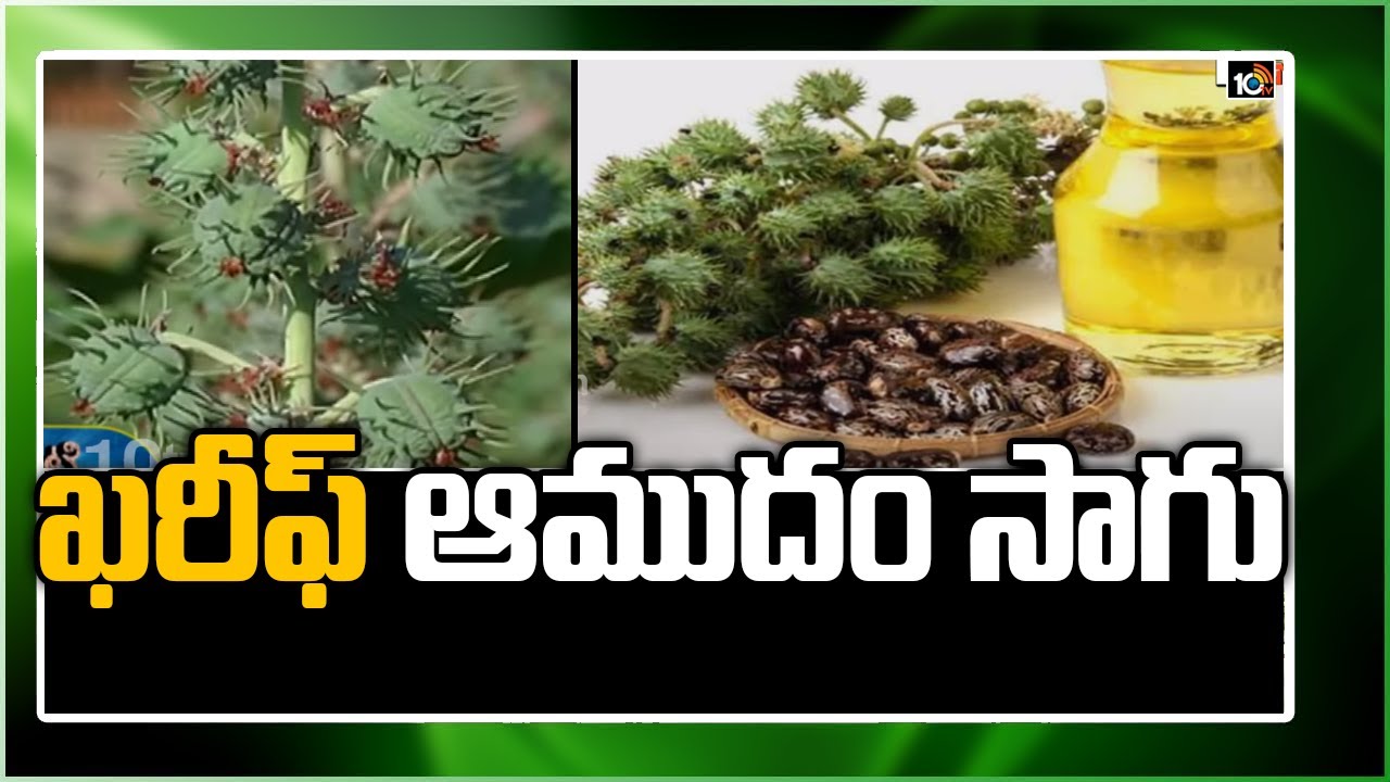 ఖరీఫ్ ఆముదం సాగు | Kharif Castor Cultivation Techniques | Matti Manishi ...