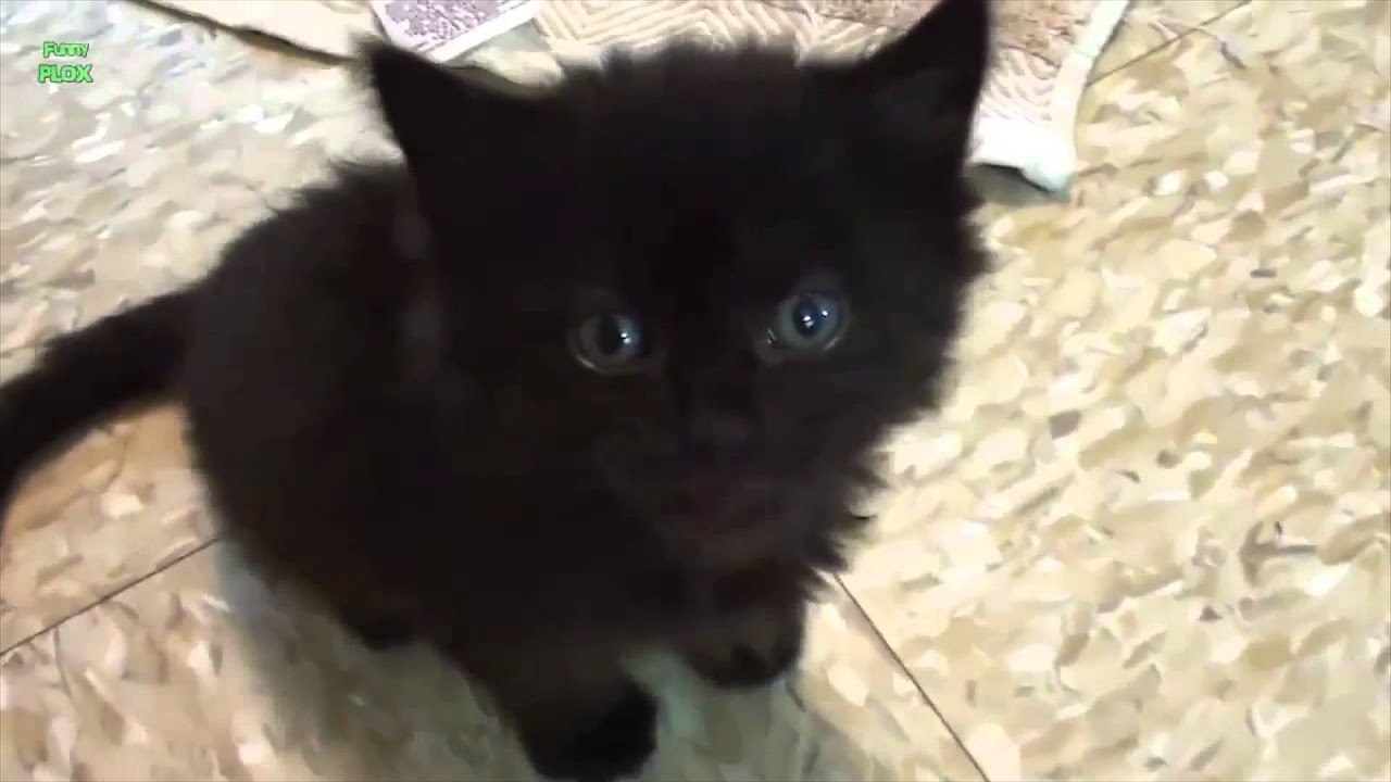 cats mooing - YouTube