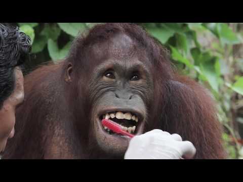 Dara The Orangutan Got Her Teeth Brushed at Bali Zoo