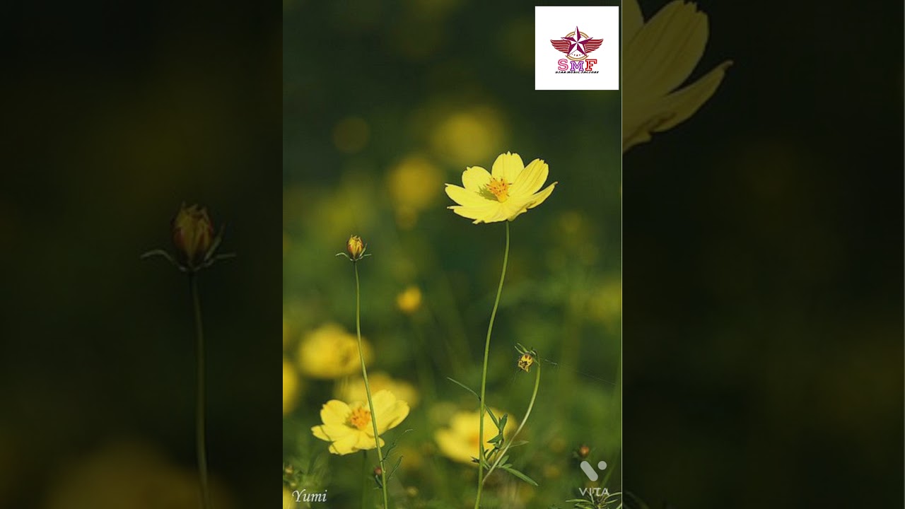 Benjamin Tissot (also known as Bensound) - YouTube