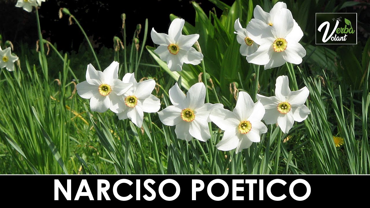 VERBA VOLANT - Il narciso dei poeti - YouTube