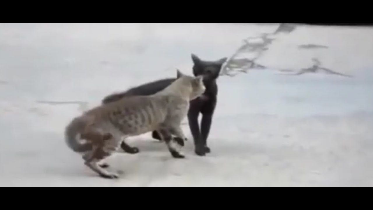 DEADLIEST CAT FIGHTING EVER ANGRY CAT FIGHT IS REAL | PHILIPPINES BREED ...
