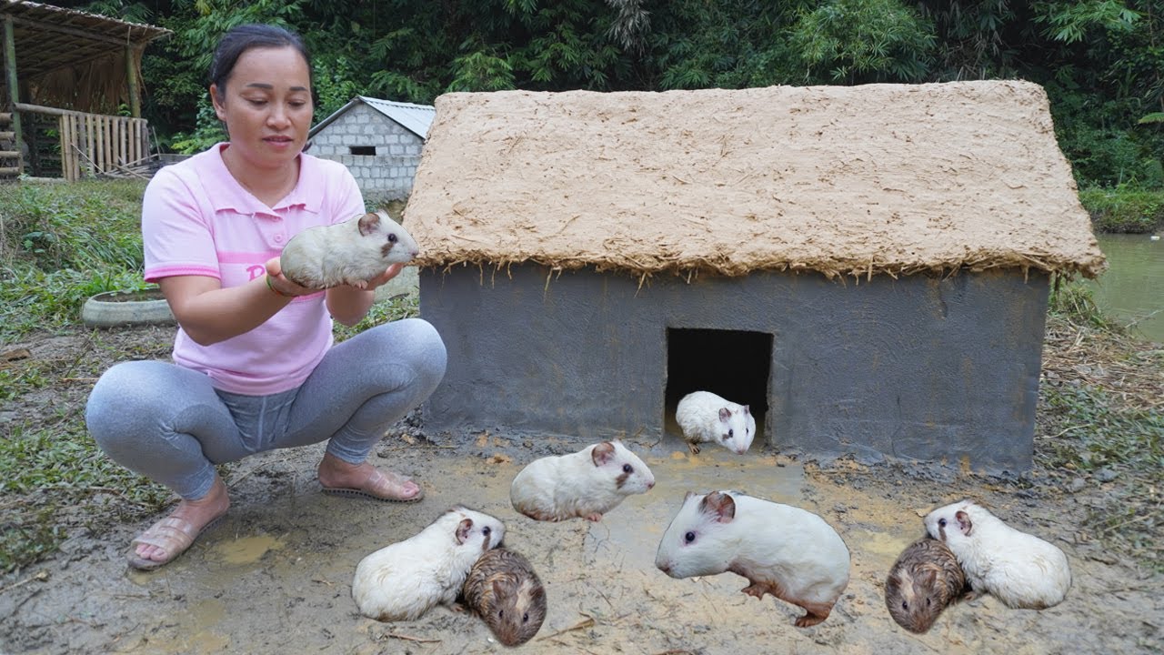 Build mouse house construction has been completed,building life , green ...