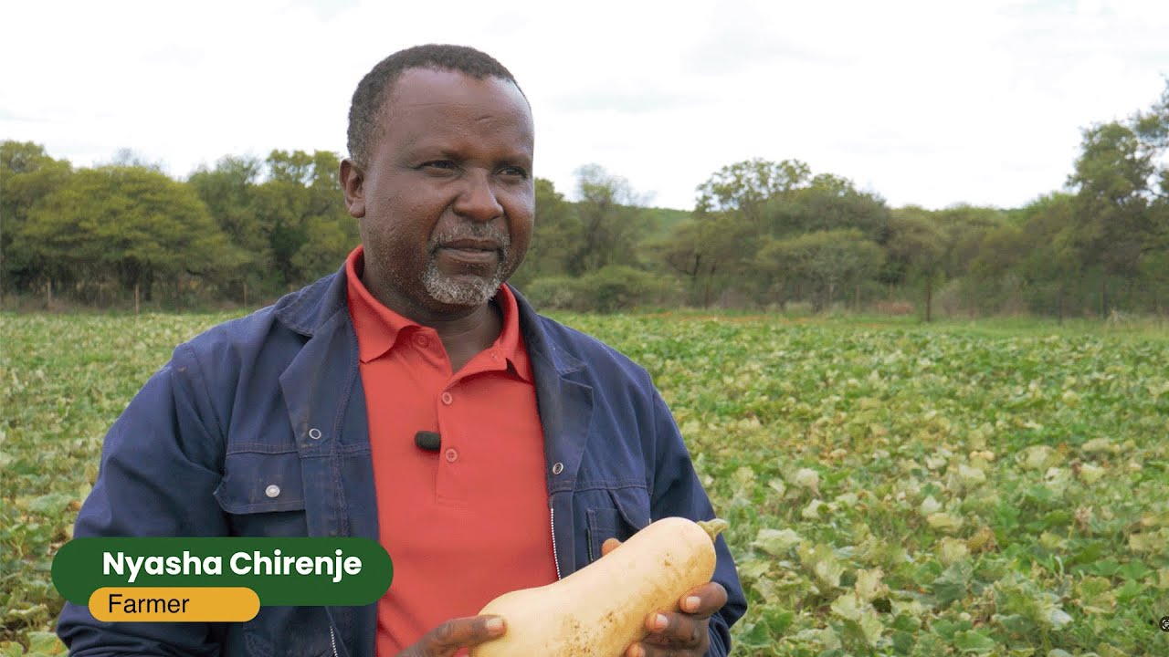 "Farming Butternut in Botswana: A Journey with Nyasha Chirenje ...