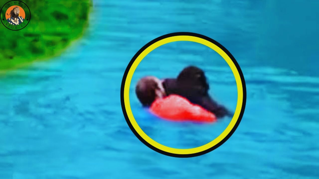 Man Rescues Drowning Chimp - You Won’t Believe How It Showed Its ...