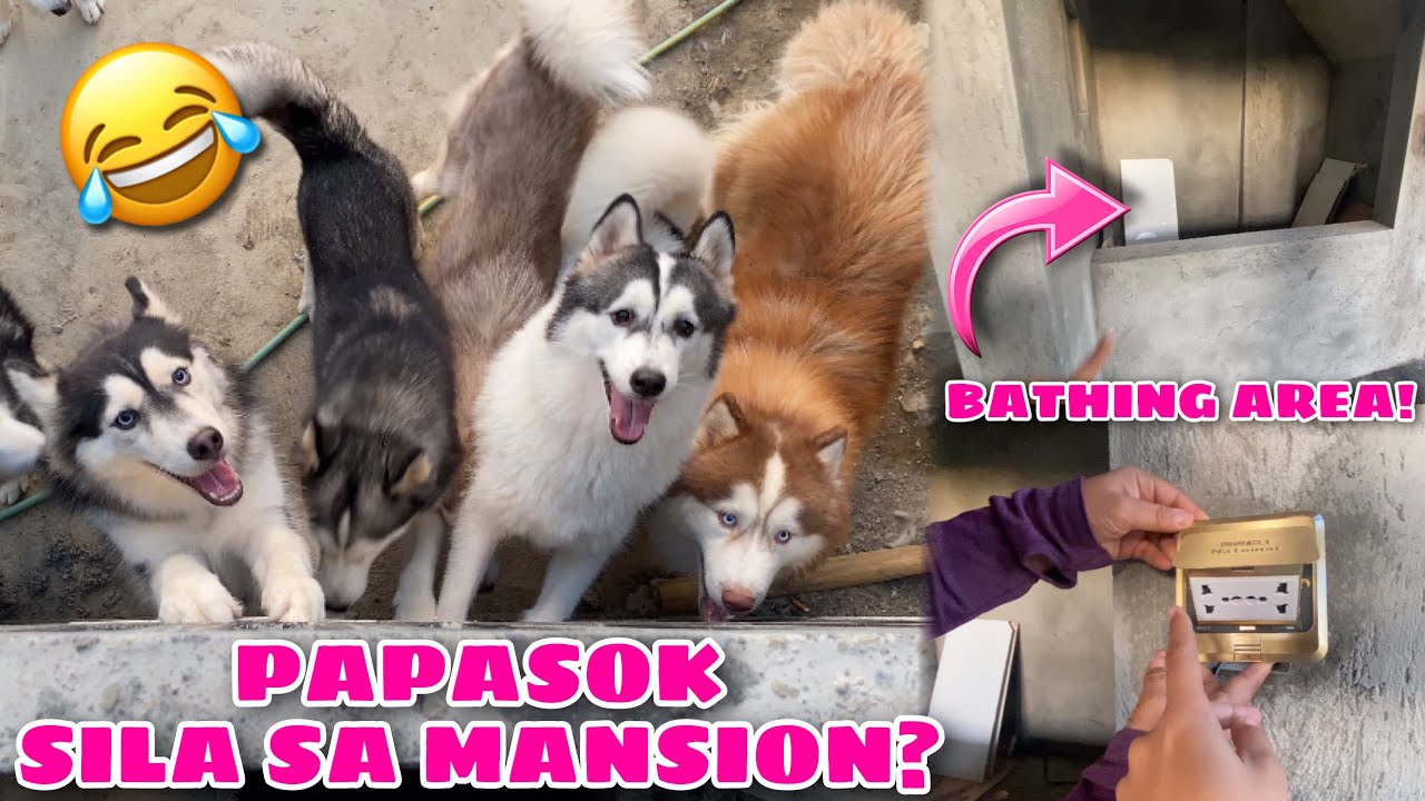 Pack Members Wanna Visit The Mansion! UPDATE | Husky Pack TV | Vlogmas ...