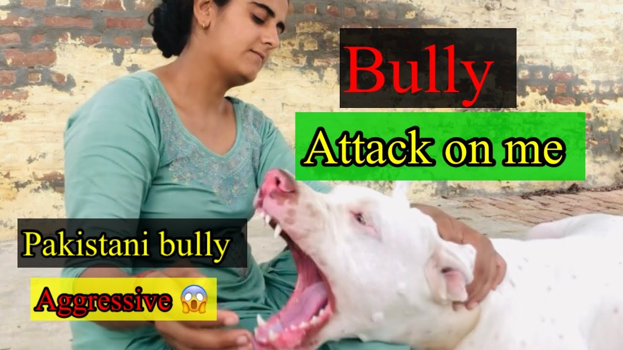 Pakistani bully aggressive video 😥// Pakistani bully attack - YouTube