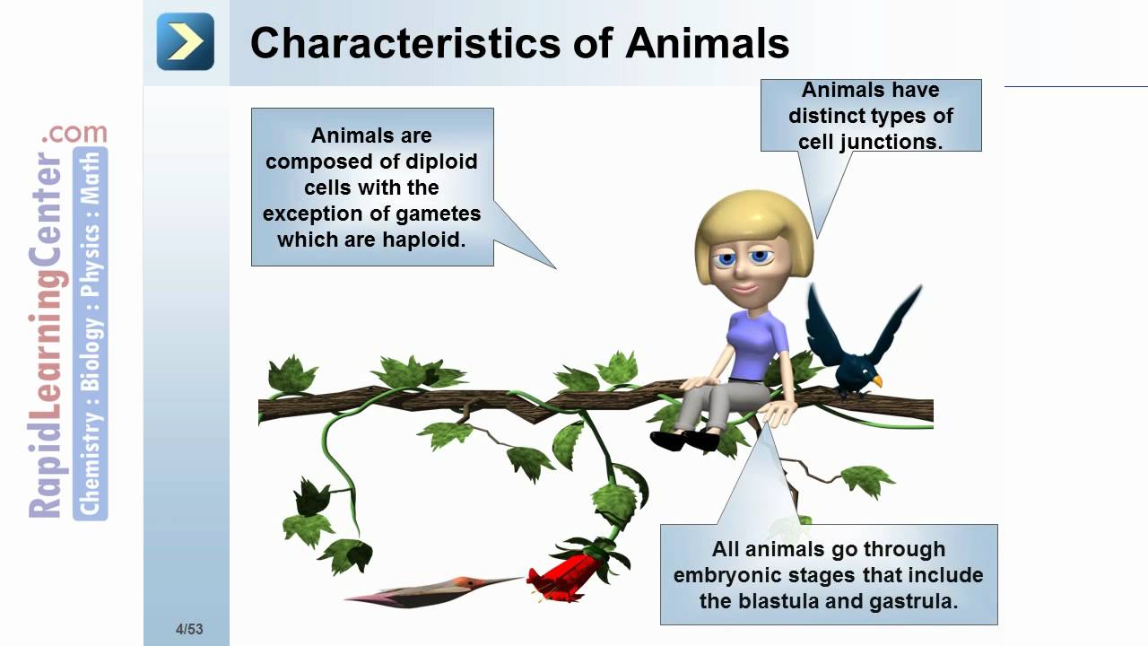 Rapid Learning: Animal Diversity - Animal Origin - YouTube
