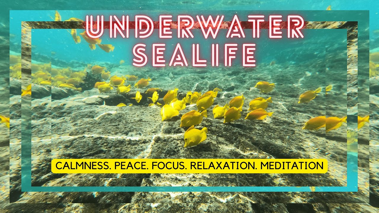 4K Relaxing Underwater SeaLife- Healing for Mind, Body & Soul.Calm ...