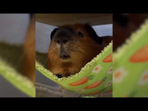 Guinea pig relaxing time 😎🐹 | Guinea pig hideout 🐹 #guineapig #guineapigshorts 