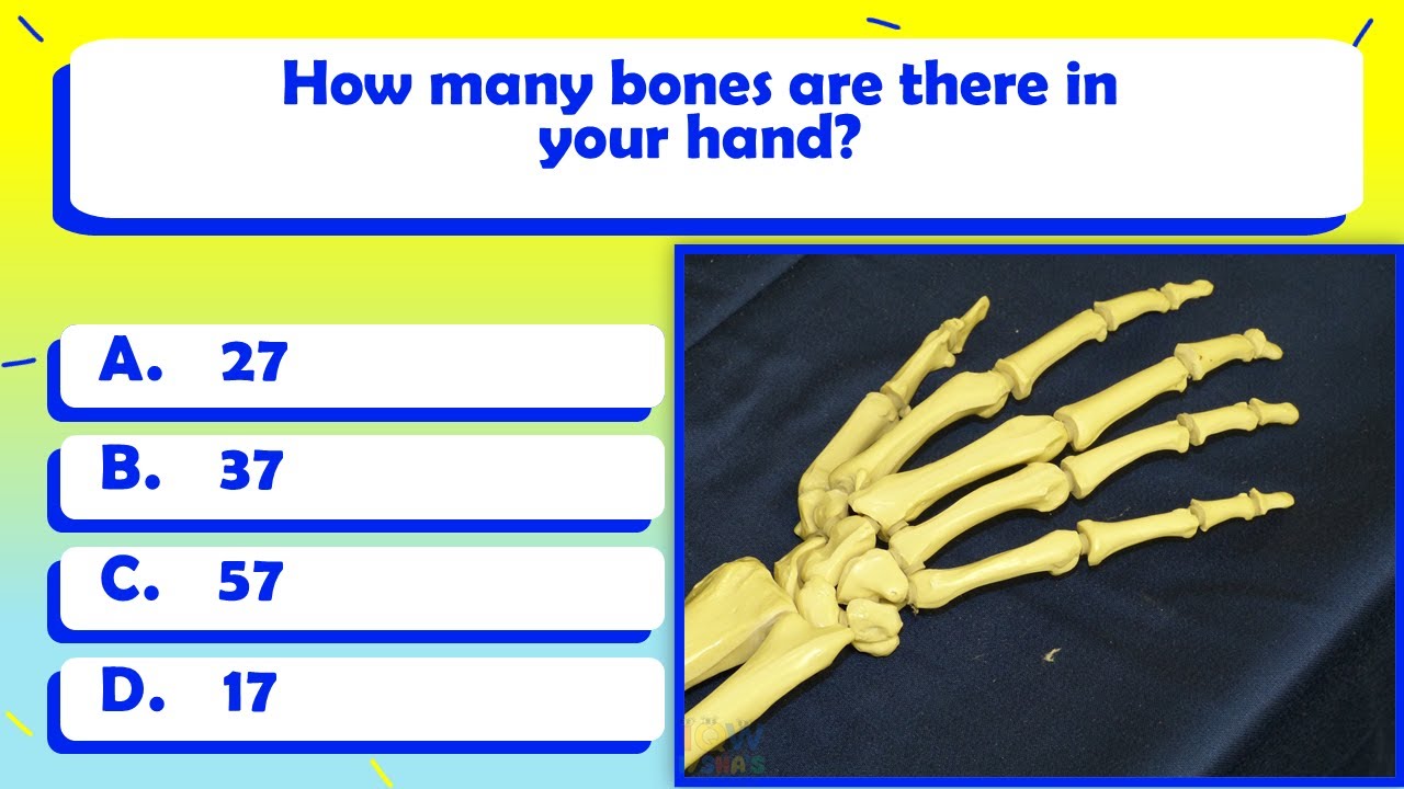 General Knowledge Quiz | 35 Trivia Quiz Questions And Answers ...