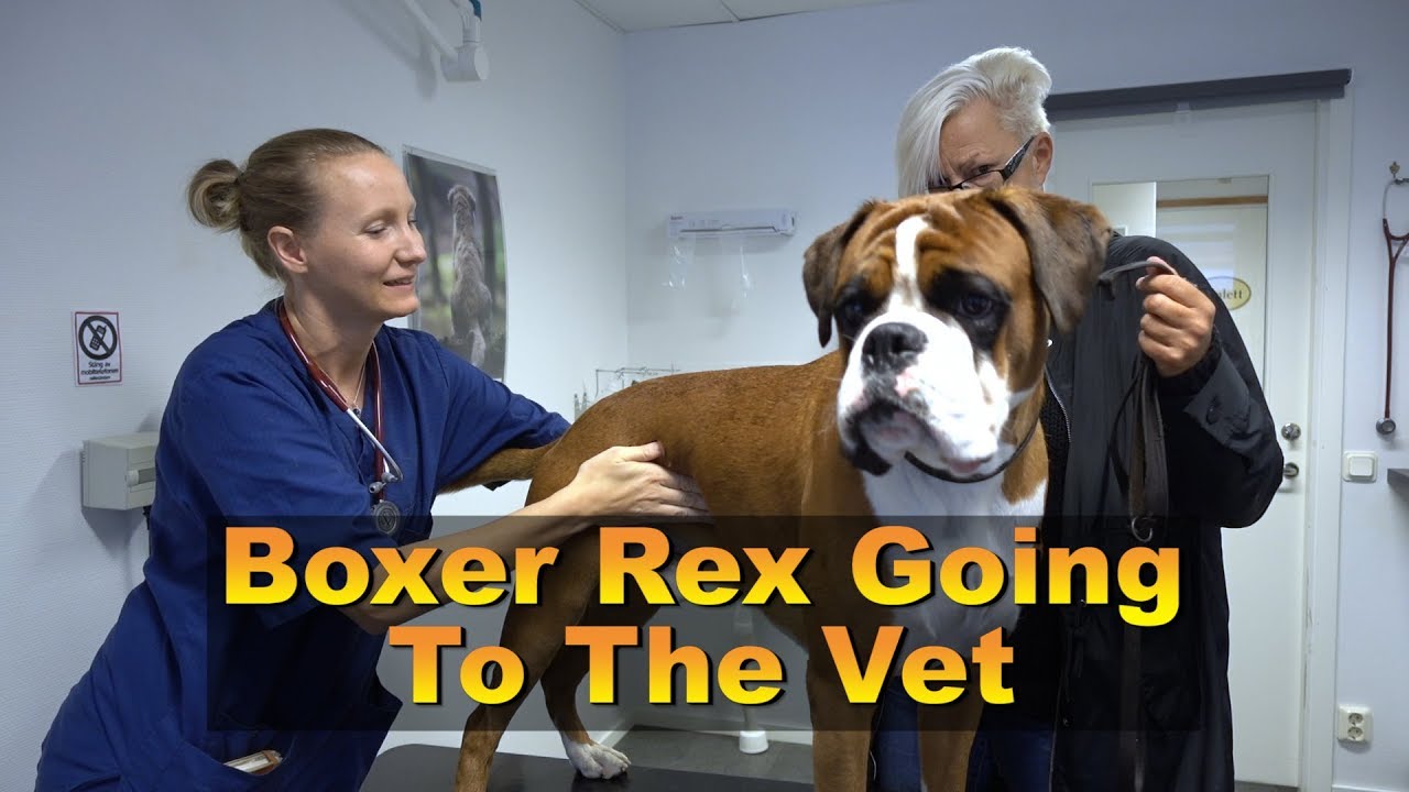 Boxer Rex Visit To The Veterinarian 😁 - YouTube