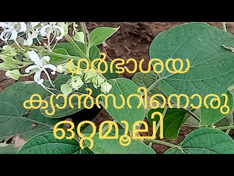 peringalam plant, Herbal Medicine, oruveran plant, പെരു, ഒരുവേര ...