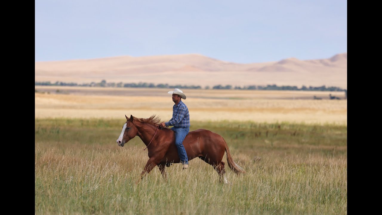 Lot #16 WOODY RUBY CAT " Swain" sells @RiataBuckle Horse Sale during ...