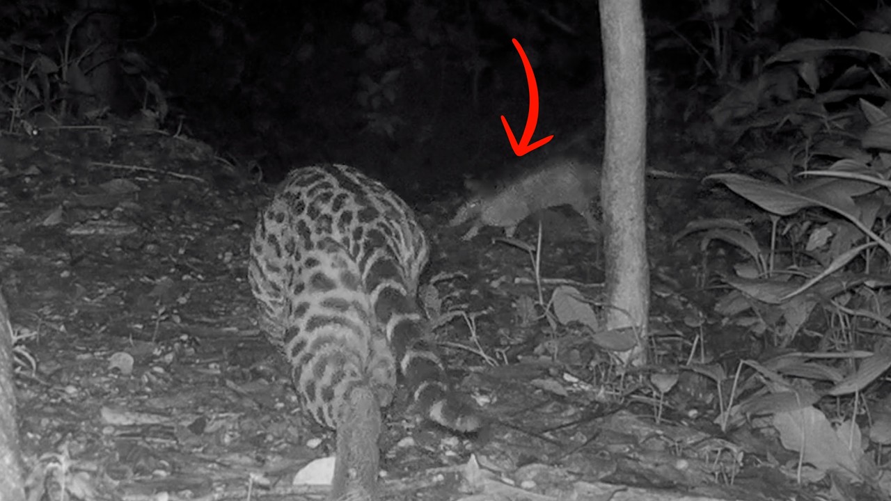 Rare Ocelot Hunt Caught on Trail Cam – Elusive Predator Action in Costa ...