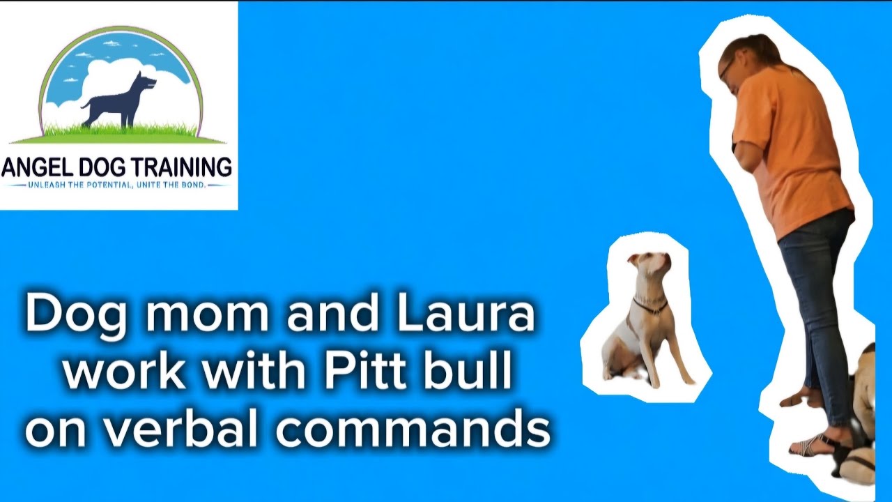 Michelle and ( pickles) Pitt Bull work on verbal commands - YouTube