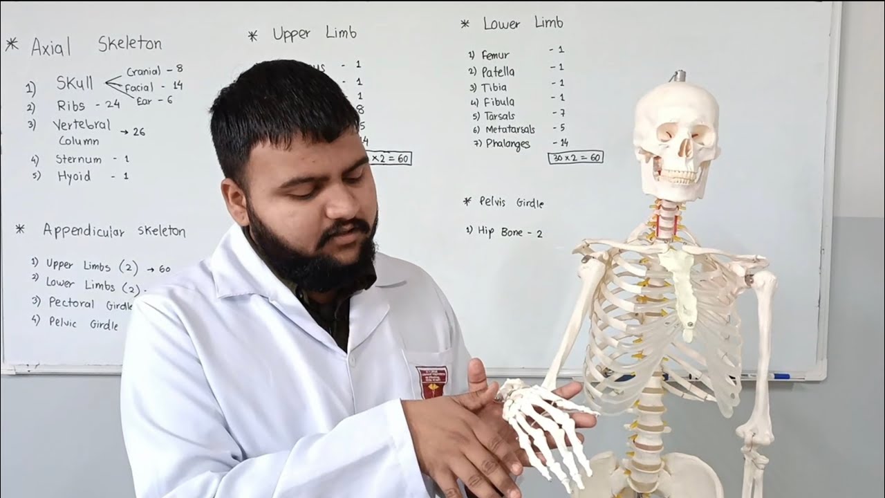 Student’s Presentation | Human Anatomy | 1st year 1-A | Osh ...