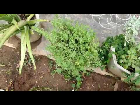 How to Grow Maruvam Tree - YouTube