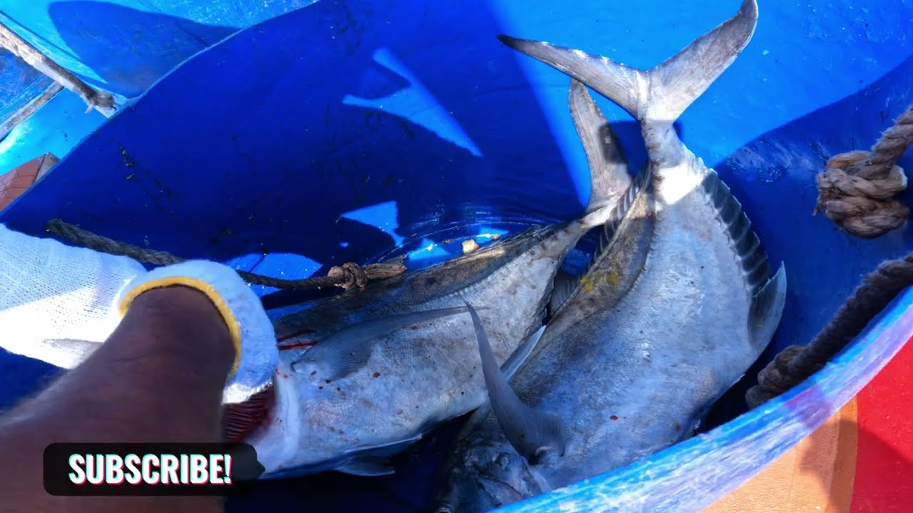 Fishing Challenge Gone Viral Exploring the Viral Shorts Fishing Trend ...