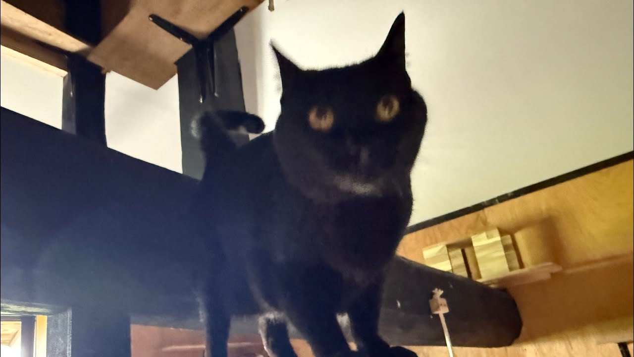 夏のプレゼント🎁公開と黒猫キンちゃんの様子Summer presents and cat Kin-chan． - YouTube