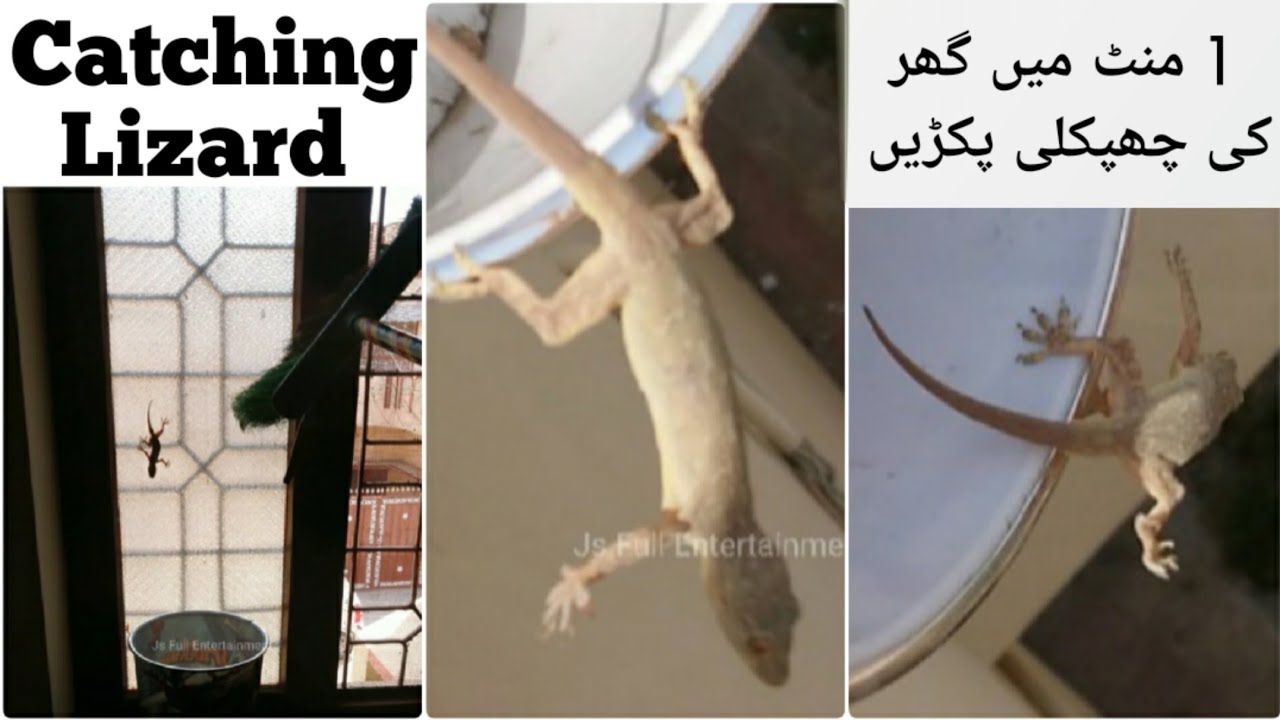 How To Catch Lizard At Home Within Minute | Live Lizard Catching Inside ...