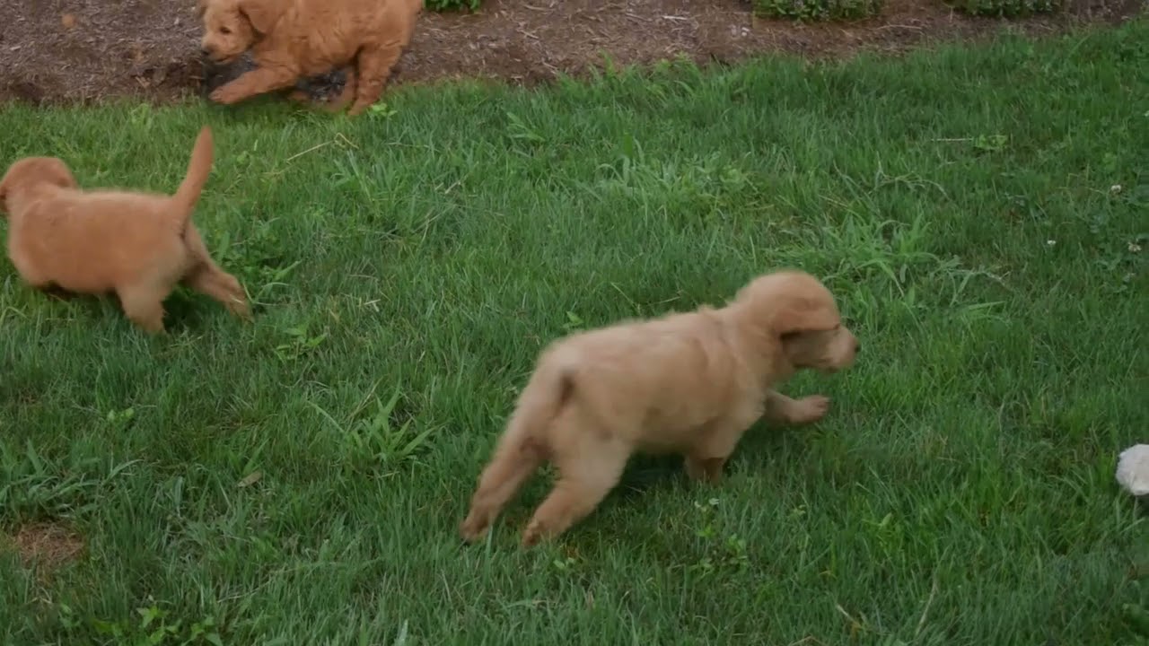 Miniature Labradoodle Puppies For Sale David Beiler - YouTube