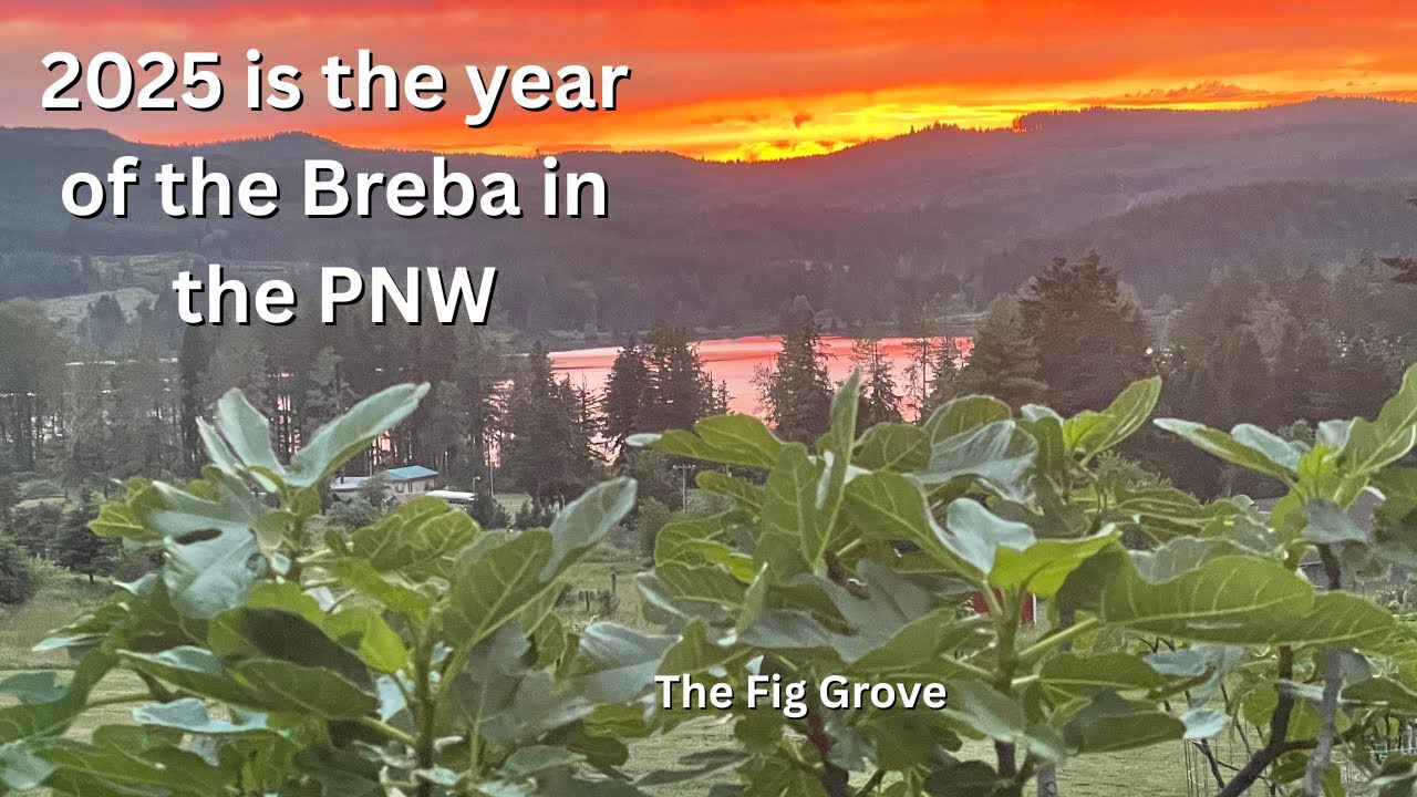 Massive Brebas at The Fig Grove - YouTube