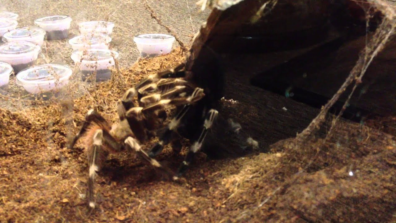 Nhandu chromatus Breeding - YouTube