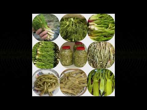 Dereleyez Mahali Gomur kendi