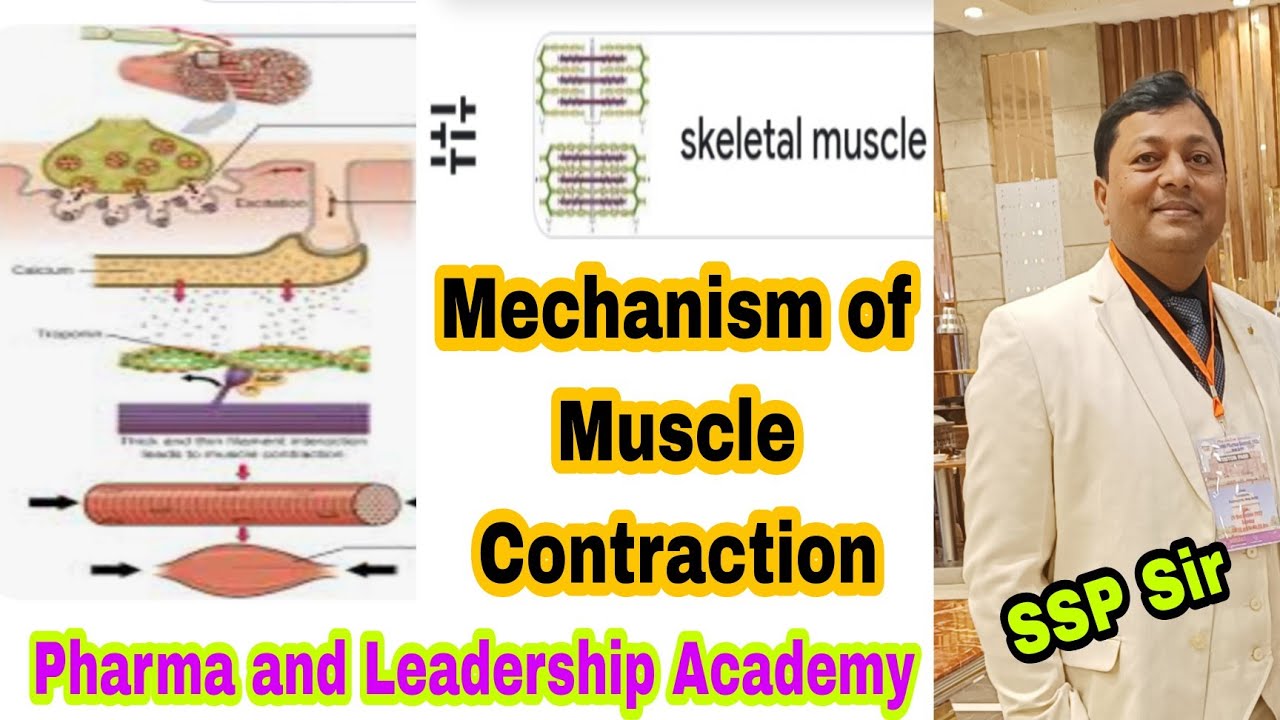Muscle Contraction| Mechanism of Muscle Contraction|SSP Sir - YouTube