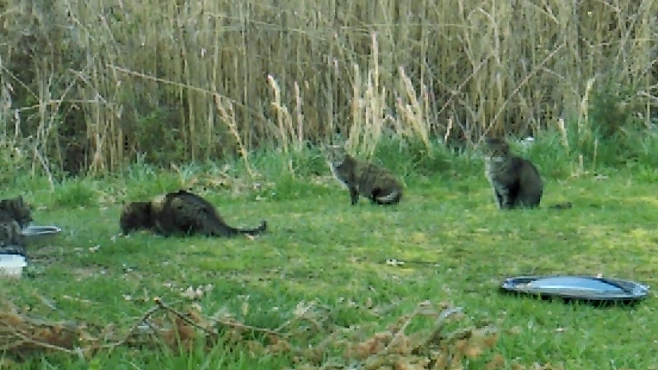 Feral Cats Colony YouTube feral-cats-colony-youtube